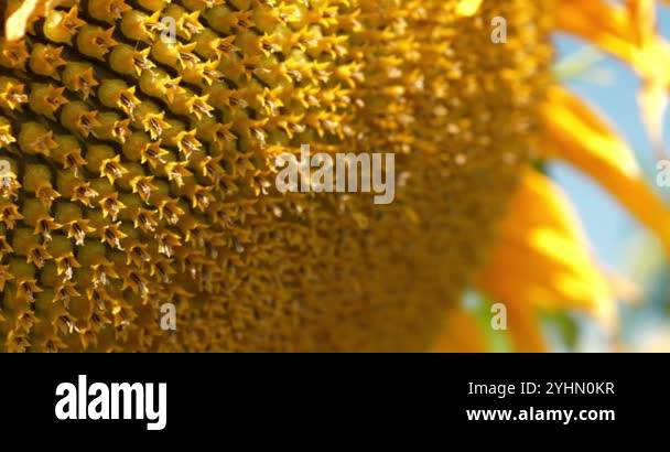 Sunflower seeds. Fibonacci golden ratio in nature and sunflower seeds ...
