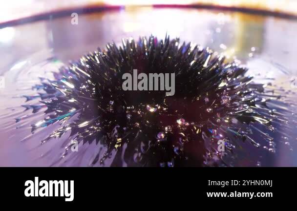 Ferromagnetic fluid. Real ferromagnetic fluid in action. Viscous ...