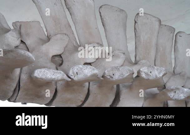 Huge grey skeleton of big blue whale. Whale spine. Real whale bones ...