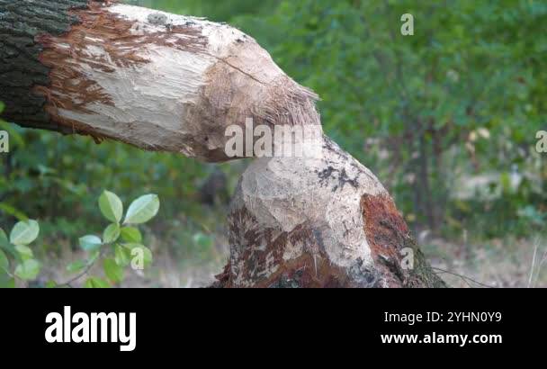 Tree felled by beaver. Damaged wood by a bobber. Tree trunk with bite ...