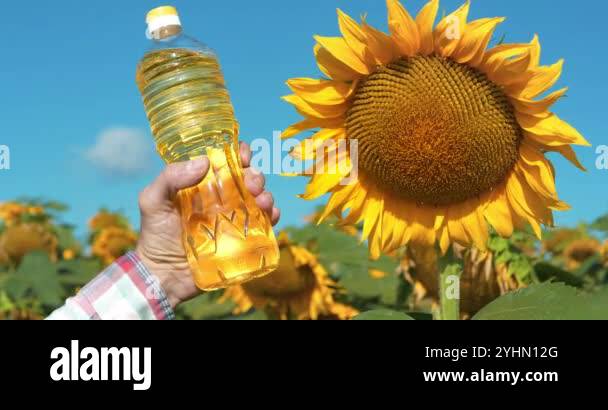 Agricultural worker at the field of sunflowers. Man holds in hand a ...