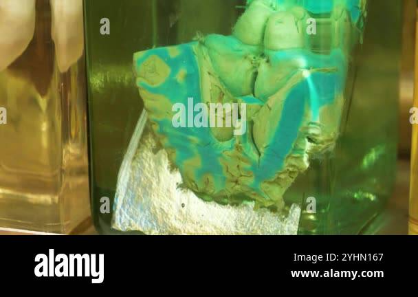 Blue cow brain in a flask. Cattle brain. Anatomy of brain, convolutions ...