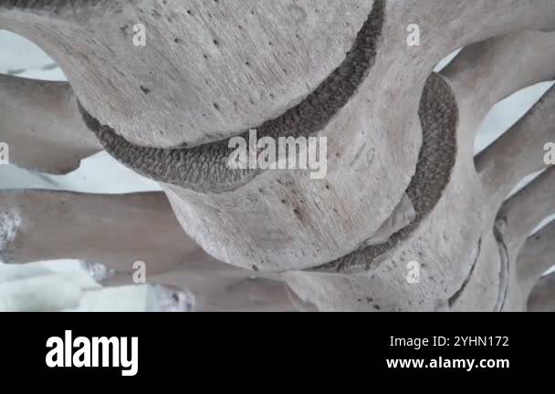 Skeleton of a blue whale. Balaenoptera musculus. Real whale bones Stock ...