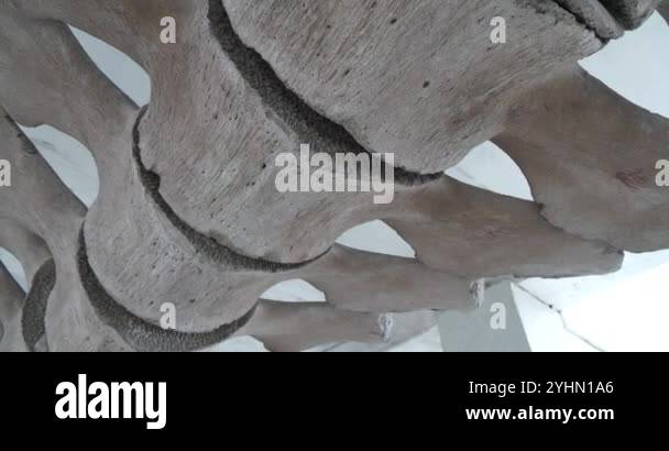 Huge skeleton of blue whale. Real whale bones. Balaenoptera musculus ...