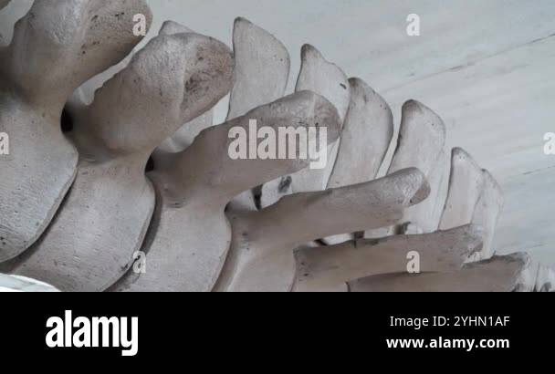 Skeleton of big blue whale. Real whale bones. Balaenoptera musculus ...