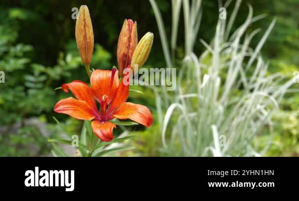 Beautiful orange flower. Lilium bulbiferum or orange lily, fire lily ...
