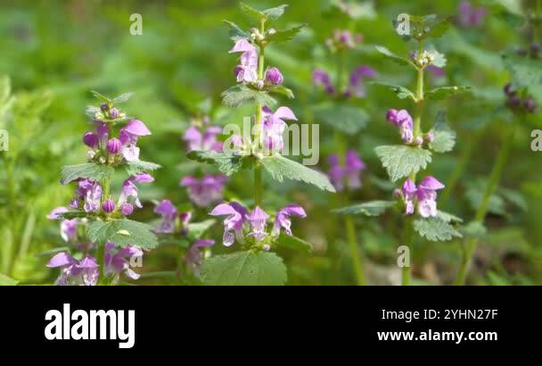 Plant native to europe Stock Videos & Footage - HD and 4K Video Clips ...