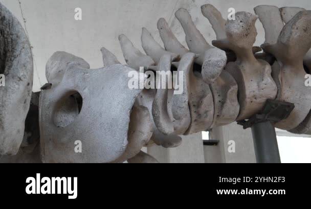 Huge grey skeleton of big blue whale. Whale spine. Real whale bones ...