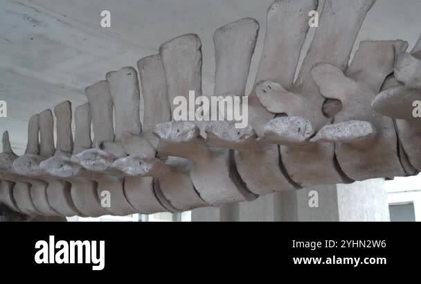 Whale spine. Huge grey skeleton of big blue whale. Real whale bones ...
