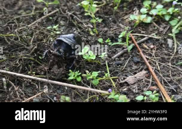 Dung beetles are beetles that eat feces. These can bury dung several ...