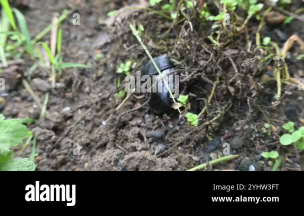 Dung beetles are beetles that eat feces. These can bury dung several ...