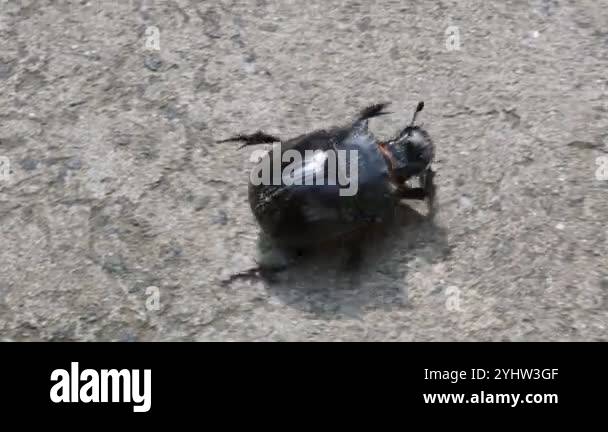 Dung beetles are beetles that eat feces. These can bury dung several ...