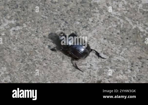 Dung beetles are beetles that eat feces. These can bury dung several ...