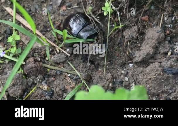 Dung beetles are beetles that eat feces. These can bury dung several ...