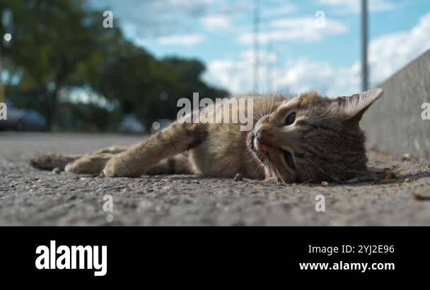 Cat ran across the road and was hit by car. Dead cat lies on highway ...