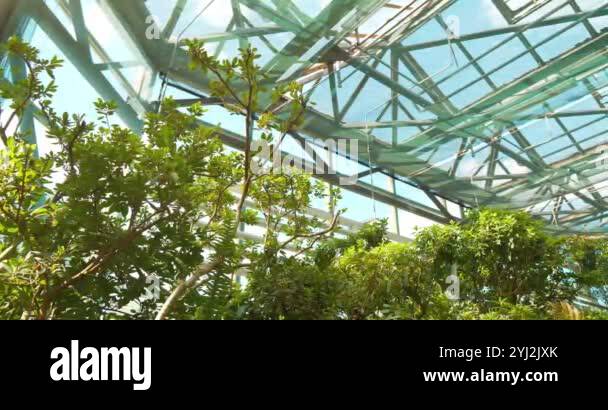 Green plants grows in hothouse, luminous with sunlight. Photosynthesis ...