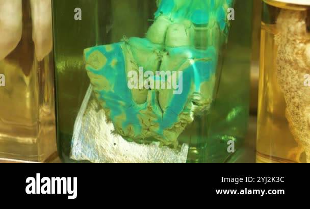 Cattle brain. Blue cow brain in flask. Anatomy of brain, convolutions ...