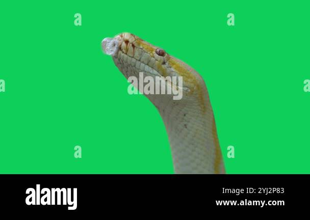 Snake green screen effect 4k, Top choice! High demand green screen ...