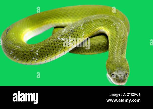 Snake green screen effect 4k, Top choice! High demand green screen ...