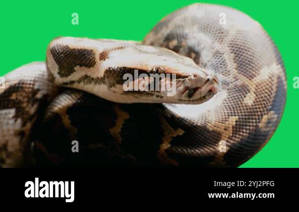 Snake green screen effect 4k, Top choice! High demand green screen ...