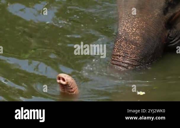 Elephant washing itself Stock Videos & Footage - HD and 4K Video Clips ...
