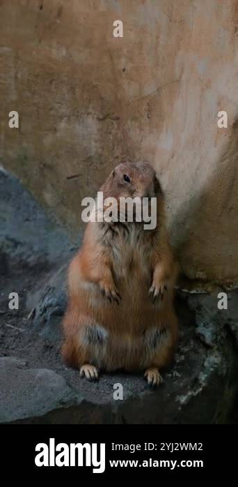 Portrait of a prairie dog standing on its hind legs and looking forward ...