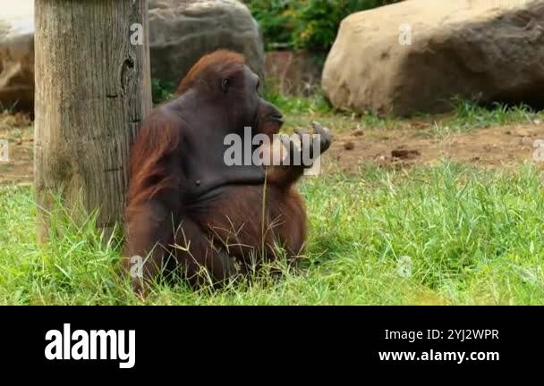 Portrait of an orangutan sitting on the grass and eating a chewed leaf ...