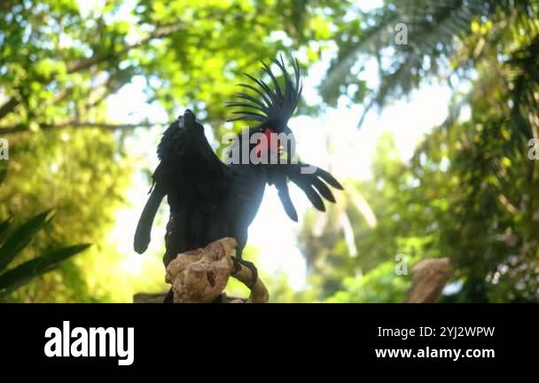 Hanging flaps Stock Videos & Footage - HD and 4K Video Clips - Alamy