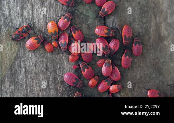 The Firebugs, Pyrrhocoris apterus, is a common insect of family ...