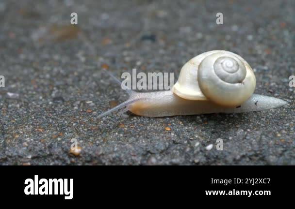 Translucent shell Stock Videos & Footage - HD and 4K Video Clips - Alamy