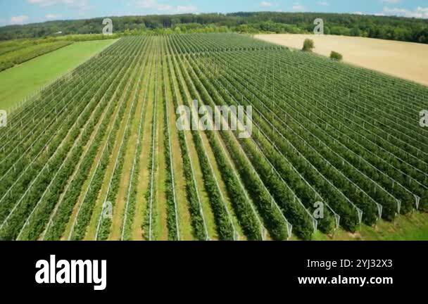 Rows of grapevines in vineyard arranged in precise lines. Neat rows of ...