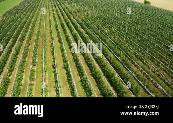 Low-growing trees in orchard planted in perfect rows. Neat lines of low ...