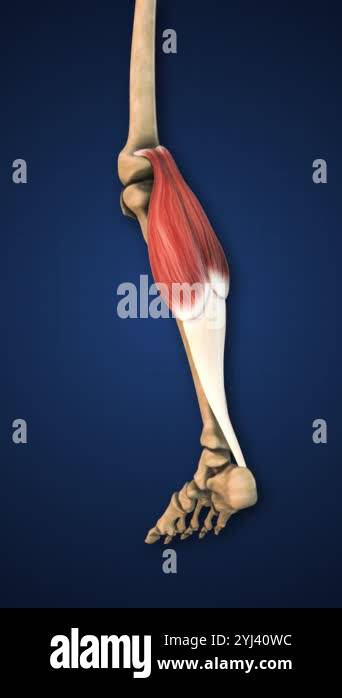Gastrocnemius muscle Stock Videos & Footage - HD and 4K Video Clips - Alamy