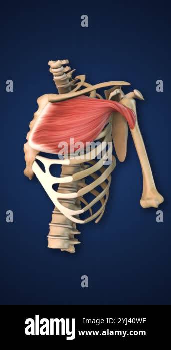Pectoral muscle anatomy Stock Videos & Footage - HD and 4K Video Clips ...