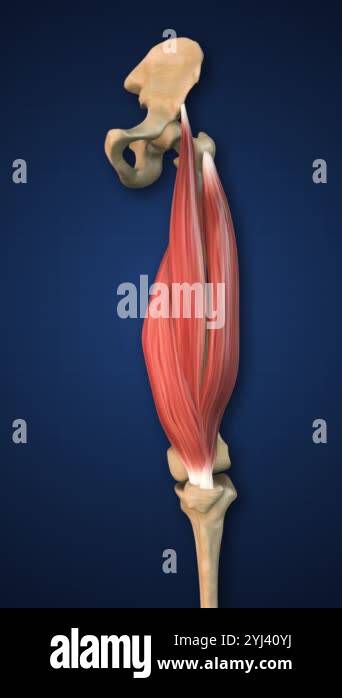 Quadriceps muscle of thigh Stock Videos & Footage - HD and 4K Video ...