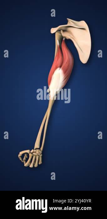 Highlighted triceps Stock Videos & Footage - HD and 4K Video Clips - Alamy