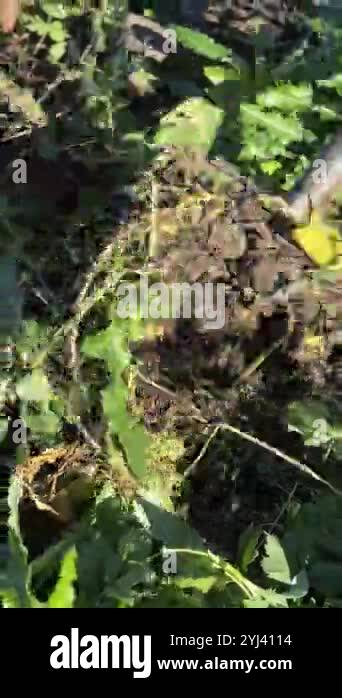 In a community garden, a gardener is actively removing weeds from the soil, preparing the area ...
