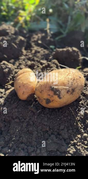 Unusual food shapes Stock Videos & Footage - HD and 4K Video Clips - Alamy