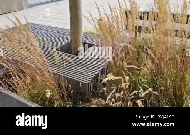 Chair shaped tree Stock Videos & Footage - HD and 4K Video Clips - Alamy