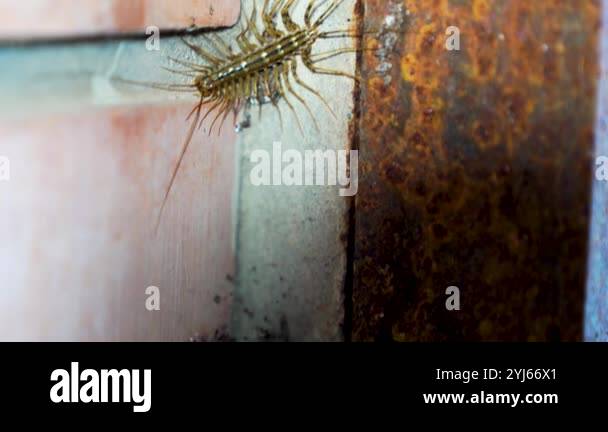 Insect with many legs Stock Videos & Footage - HD and 4K Video Clips ...