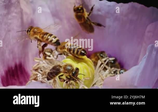 Nature center bees Stock Videos & Footage - HD and 4K Video Clips - Alamy