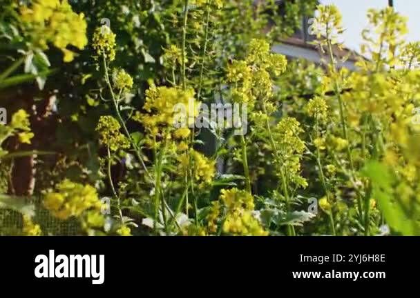 Nectar card poster Stock Videos & Footage - HD and 4K Video Clips - Alamy