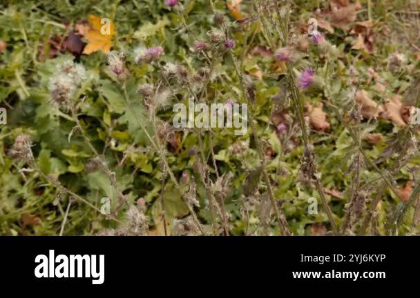 Burdock seed bur Stock Videos & Footage - HD and 4K Video Clips - Alamy