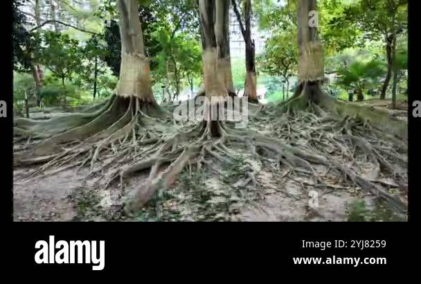 Tree root patterns Stock Videos & Footage - HD and 4K Video Clips - Alamy