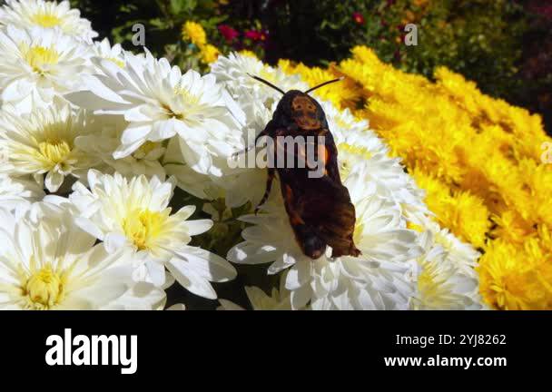 African death's-head hawkmoth Acherontia atropos - large rare hawk moth ...