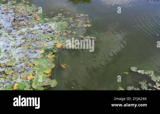 Water pollution by blooming blue green algae - is world environmental ...