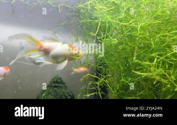 Grass goldfish Stock Videos & Footage - HD and 4K Video Clips - Alamy