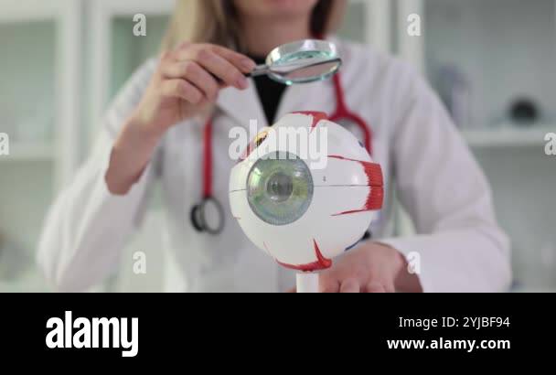 Doctor examines model of human eye using magnifying glass in medical ...