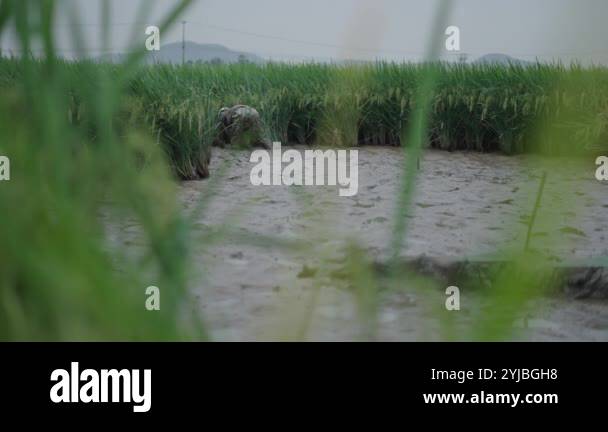 between the mud and the mud next to the rice fields a vietnamese man ...