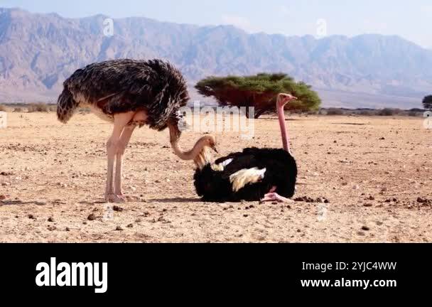 Female (gray color) and Male (black color) of African ostrich (Struthio ...